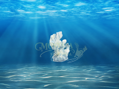 Blue Ridge Mini #524 | MontanaMountainCoral