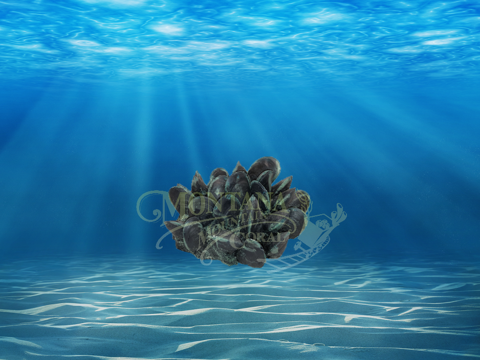 Artificial Coral Shop | Montana Mountain Coral