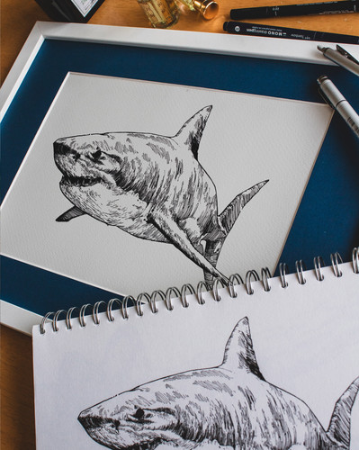 Great White | Facts & Fineliners
