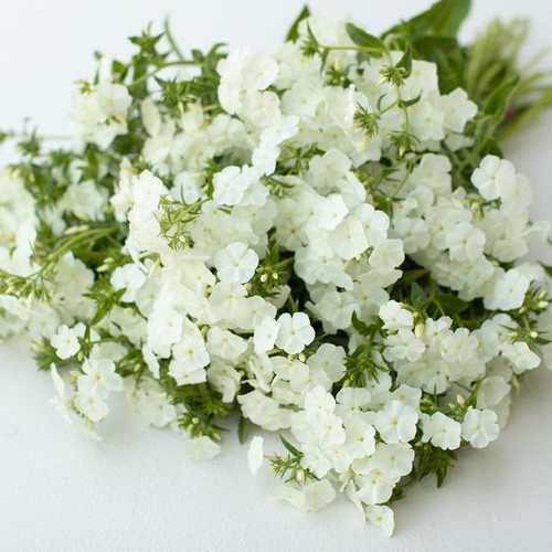 Phlox, Whipped Cream | Seed-on-Hudson