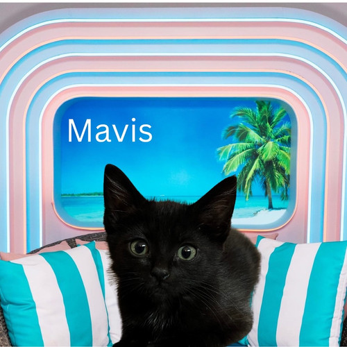 Mavis - female kitten | Mysite