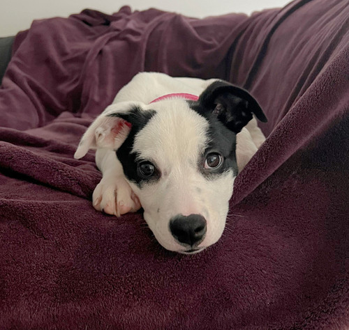 Lucy - female puppy - Sweet and Cuddly pup | Mysite