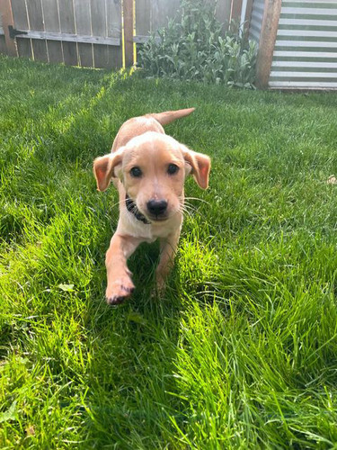 Pippin - friendly, cuddly puppy | Mysite