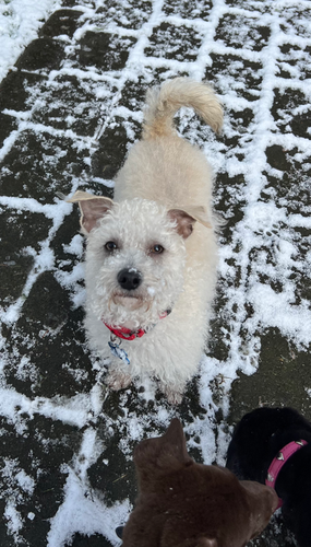 Reggie - small poodle boy | Mysite