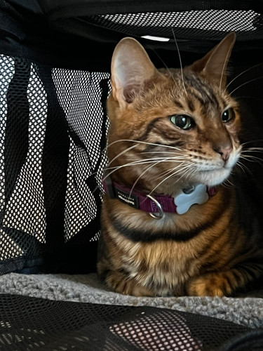 Luna - Purebred Toyger, Female cat | Mysite