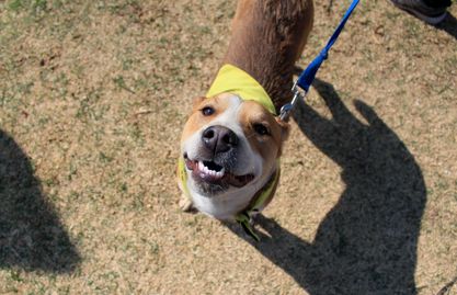 SPCA celebrating 75 years of helping animals in need