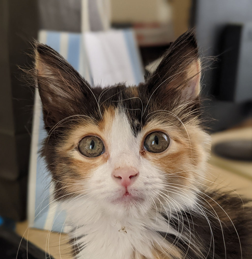 Charity | SPCA Windhoek | Namibia