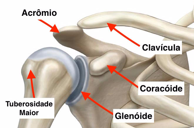 Anatomia do Ombro