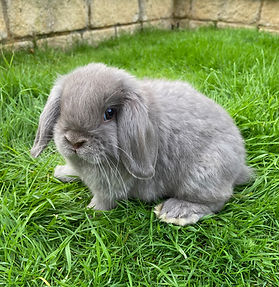 COLOURS OF OUR MINI LOP BABIES | Springfield Rabbits | Surrey