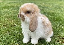 NEWS OF MINI LOP LITTERS | Springfield Rabbits | Surrey