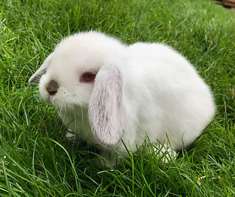 COLOURS OF OUR MINI LOP BABIES | Springfield Rabbits | Surrey