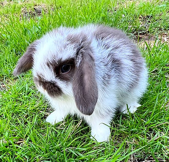 COLOURS OF OUR MINI LOP BABIES | Springfield Rabbits | Surrey