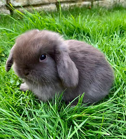 COLOURS OF OUR MINI LOP BABIES | Springfield Rabbits | Surrey