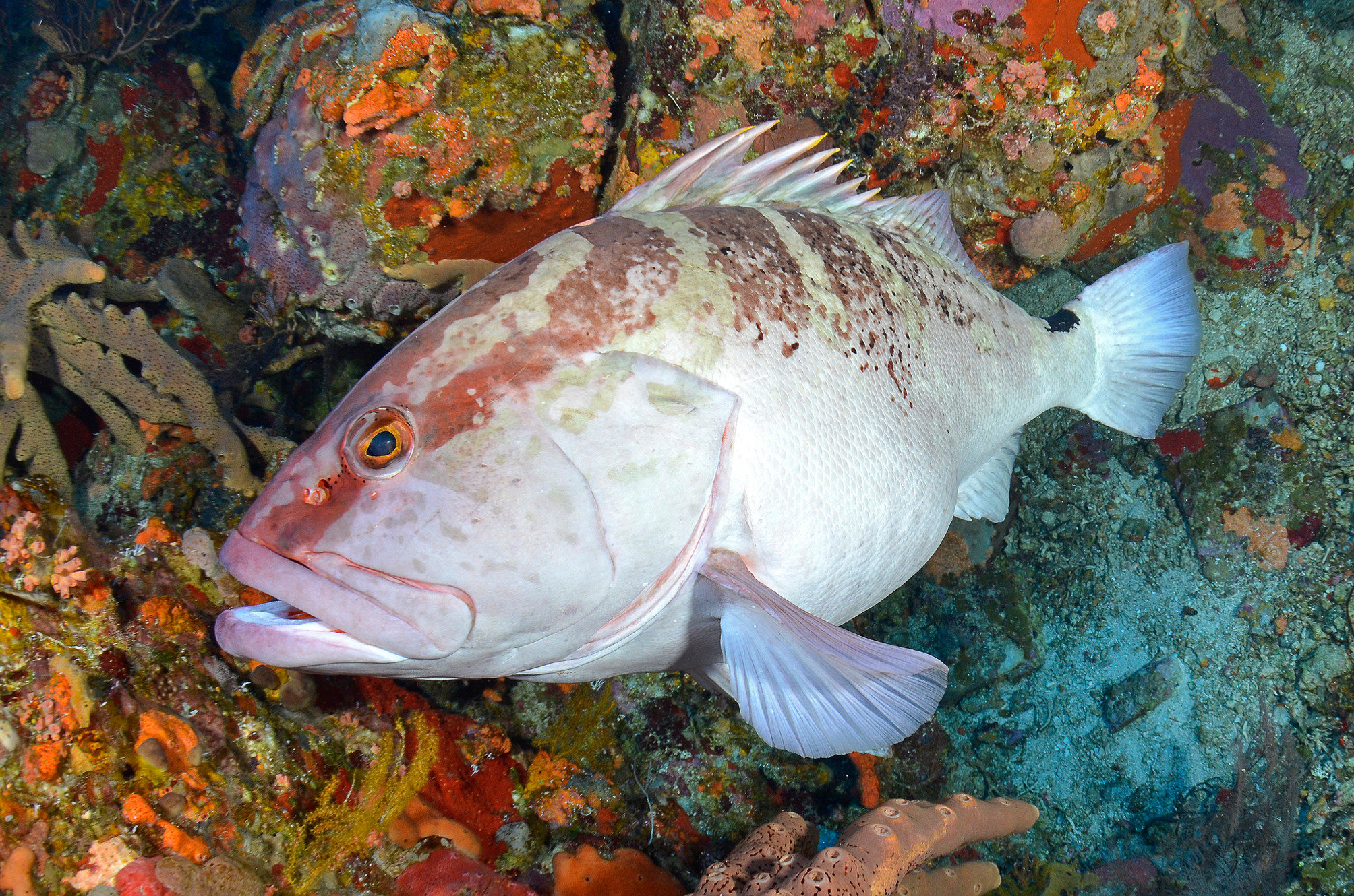 Coral Reef Groupers of Puerto Rico | merospr.com