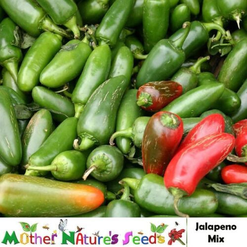 Hot Pepper JALAPENO M Medium 5,000 Scovilles Poppers Heirloom Non-GMO ...