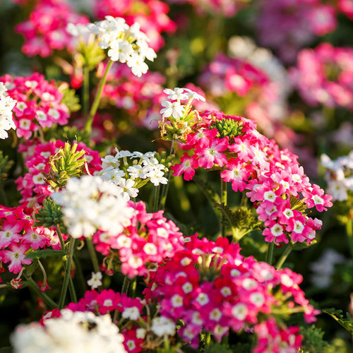 Groundcover Verbena MOSS Mixed Colors Rock Gardens Perennial Non-GMO ...