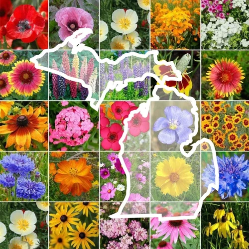 Wildflower MICHIGAN State Flower Mix Perennials & Annuals USA Non-GMO ...
