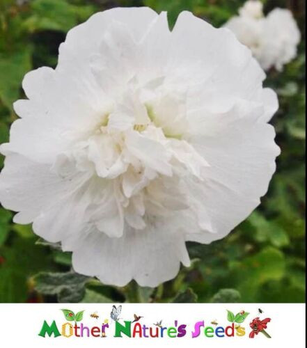 Hollyhock MAJORETTE DOUBLE WHITE Dwarf Biennial Fall Plant Non-GMO USA ...