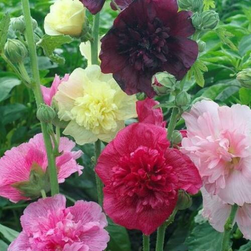 Hollyhock Majorette Double Mixed Heirloom Dwarf Pure Seed No Filler 50 ...