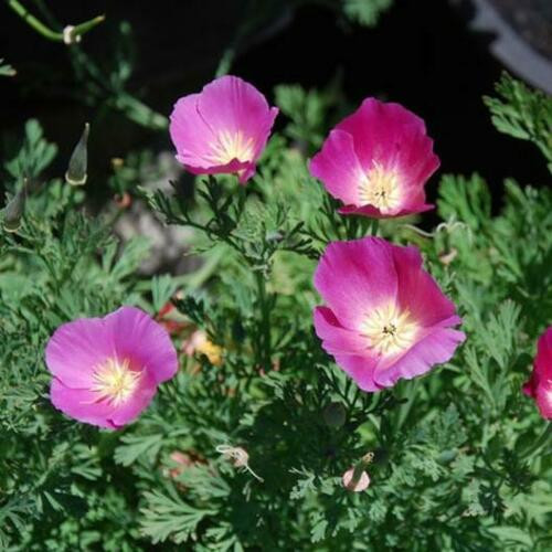 California Poppy PURPLE GLEAM Elegant unusual Mid-Late Season Non-GMO ...