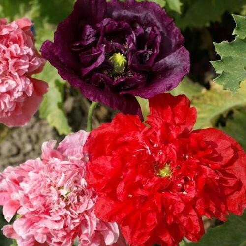 Poppy DOUBLE BLOOMS Mixed Colors Fall Planting Edible Seeds Non-GMO ...