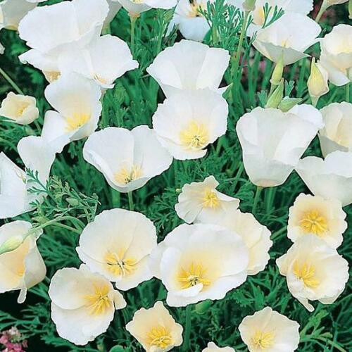 California Poppy IVORY CASTLE Moon Garden Bees Cut Flowers Non-GMO 500 ...