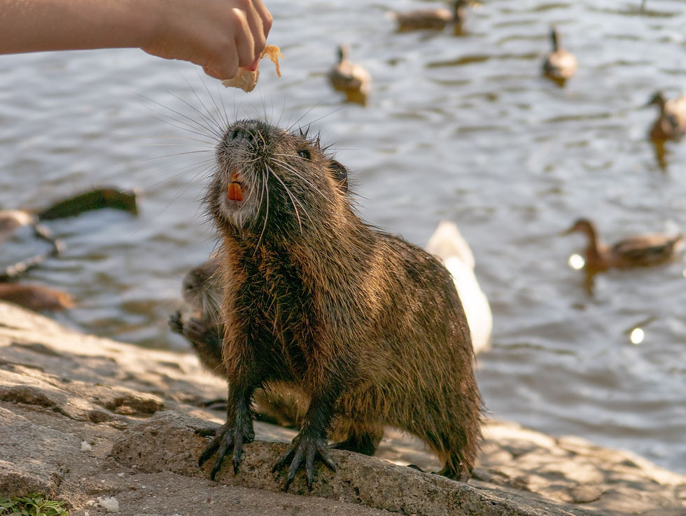 Bever | Nibbles&Needs