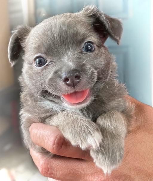 The Beauty of Dilution Genetics: Unlocking Rare Coat Colors in Chihuahuas