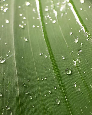 About | Aloha Estates Association