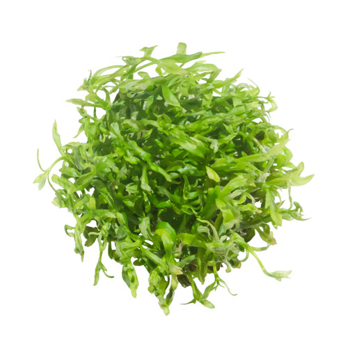 Limnophila hippuridoides (Ambulia aromatica, Purple Ambulia) | ABC Plants