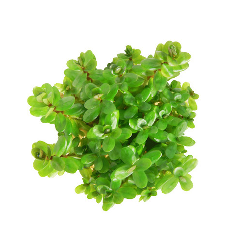 Rotala robustus 'Mini' (Rotala indica, Ammania bonsai) | ABC Plants