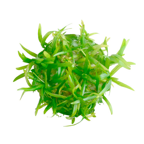 Sagittaria subulata (Dwarf Sag) | ABC Plants