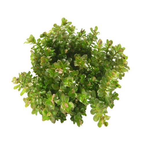 Rotala rotundifolia | ABC Plants