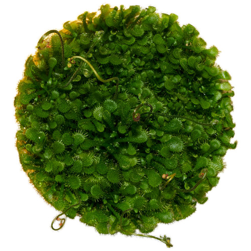 Drosera tokaiensis | ABC Plants