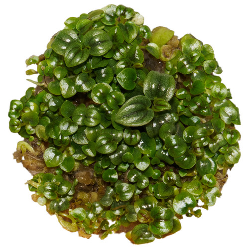 Peperomia caperata 'Rosso' | ABC Plants