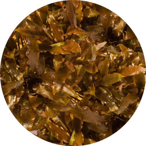 Cryptocoryne wendtii ‘red’ | ABC Plants