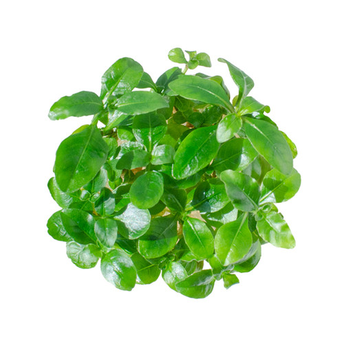 Hygrophila polysperma 'rouge' | ABC Plants