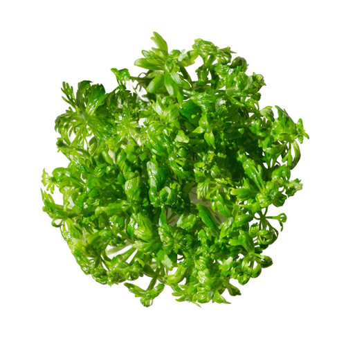 Ambulia (Limnophila sessiliflora) | ABC Plants