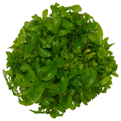 Hygrophila polysperma 'Rosanervig' | ABC Plants