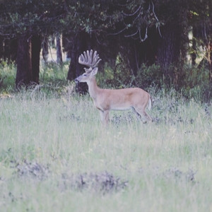 ABOUT | Lazy K Ranch | Luxury Lodging | Whitetail and Exotic Trophy Hunts