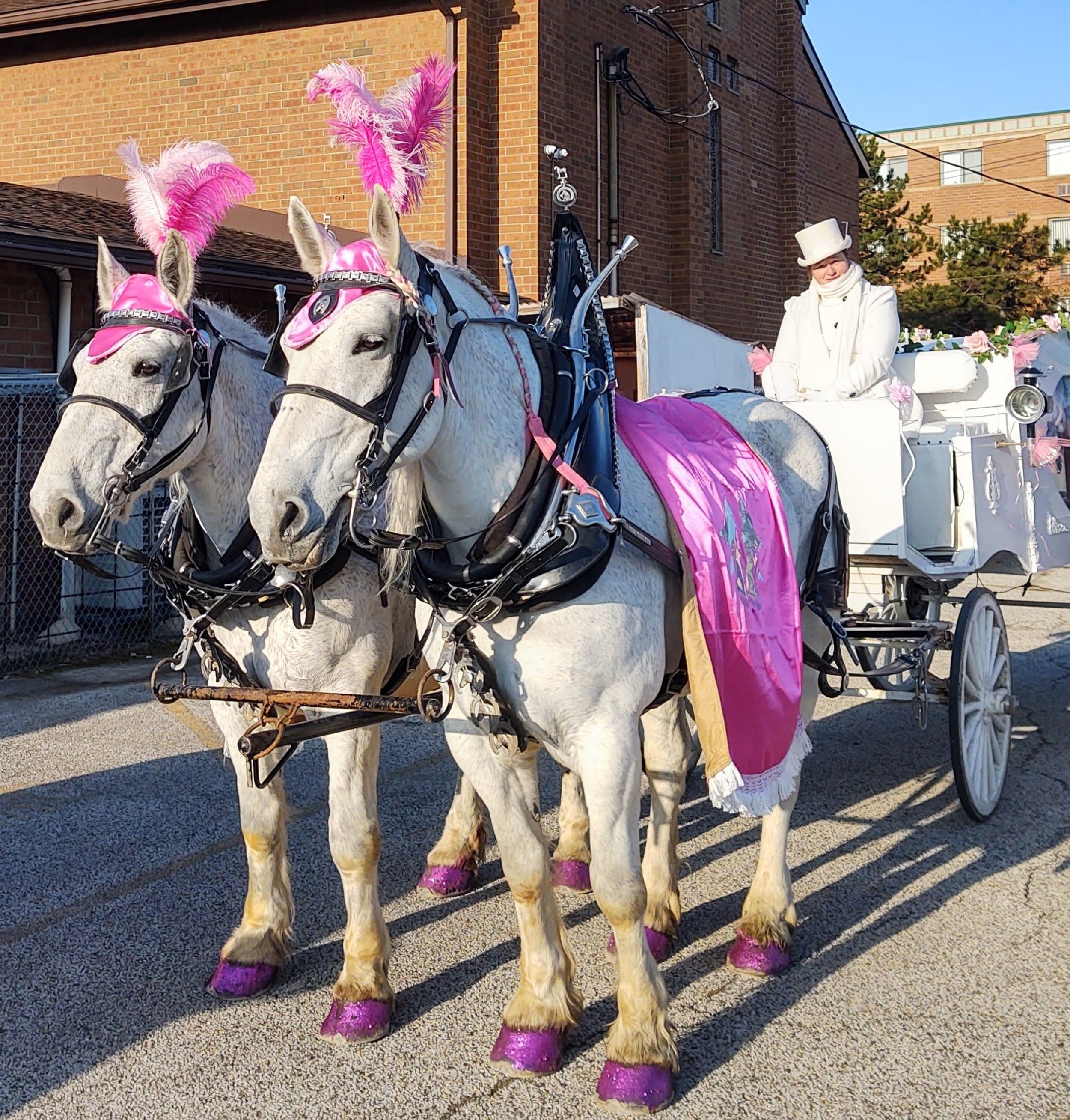 horse drawn carriage