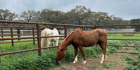 Our Residents | Winding Branch Ranch