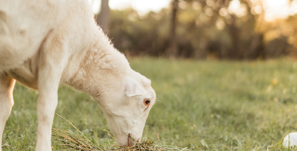 Summer Fund | Winding Branch Ranch