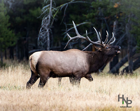 bugling elk