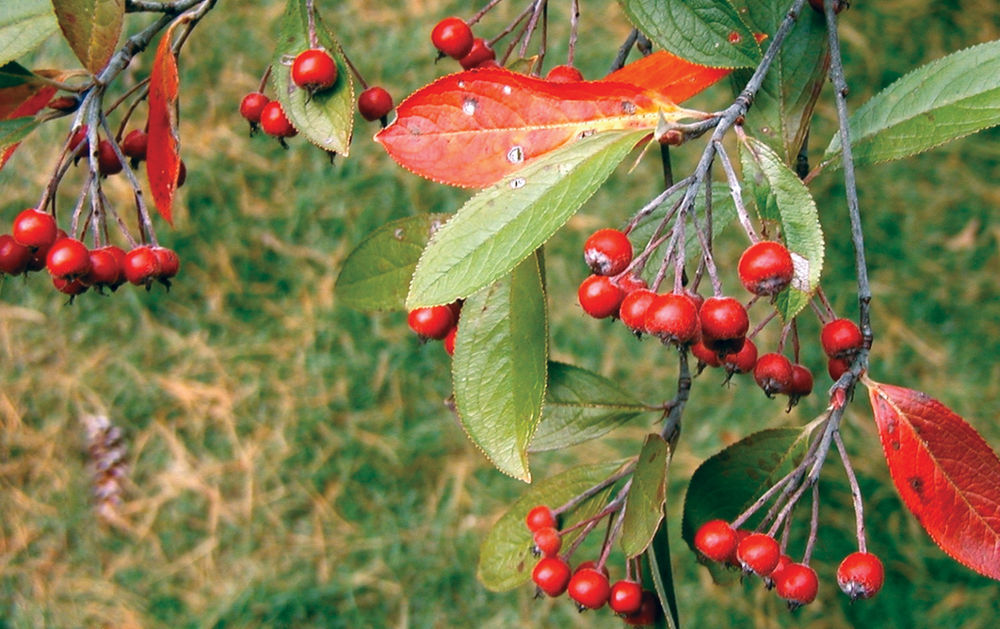 Chokeberries, Chokecherries, Sandcherries: Some Wild Fruits for Colorado