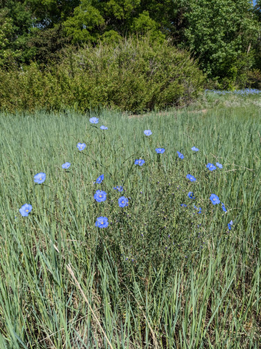 Colorado Native Plant Landscaping Stock Image - Flax & Native Grasses ...