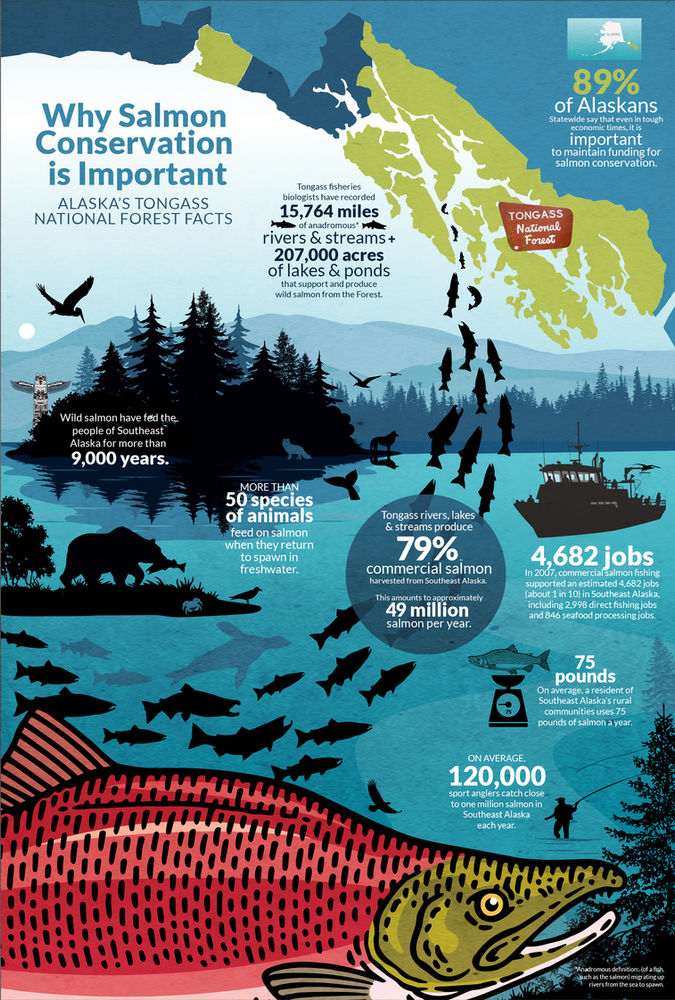 Infographic Design for Forest Conservation