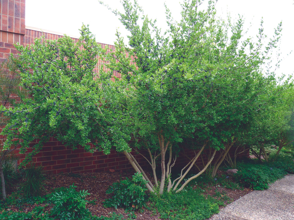 SHRUB PROFILE: New Mexican Privet