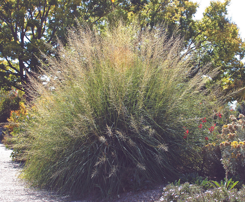 Plant This, Not That: Native Plant Alternatives to Common Garden Plants ...