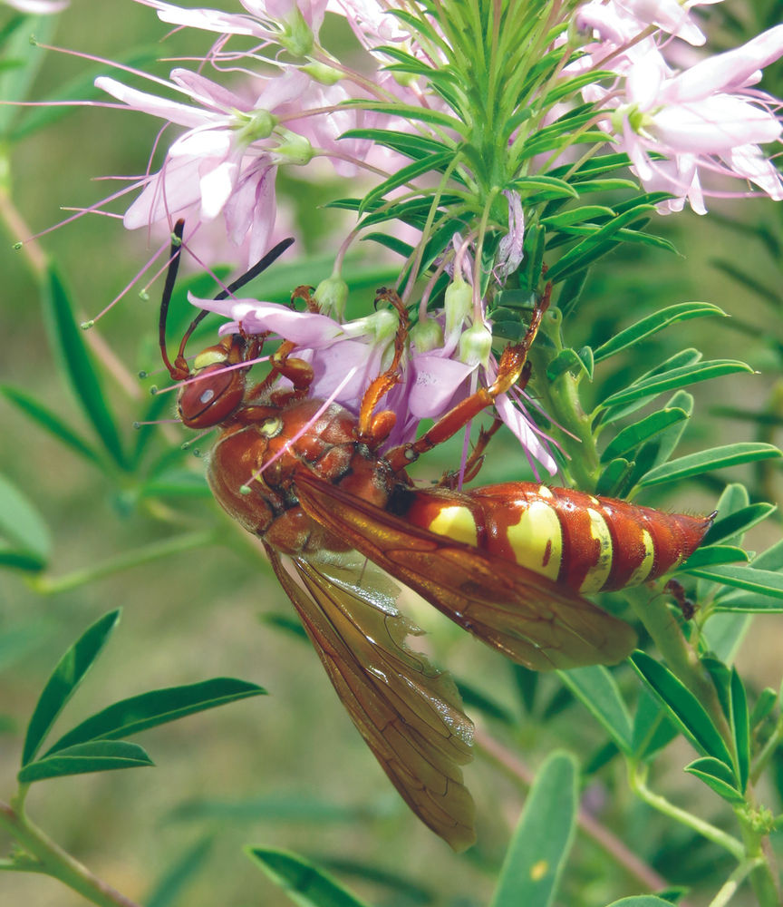 Beyond the Sting Wasps: There is Something to Love